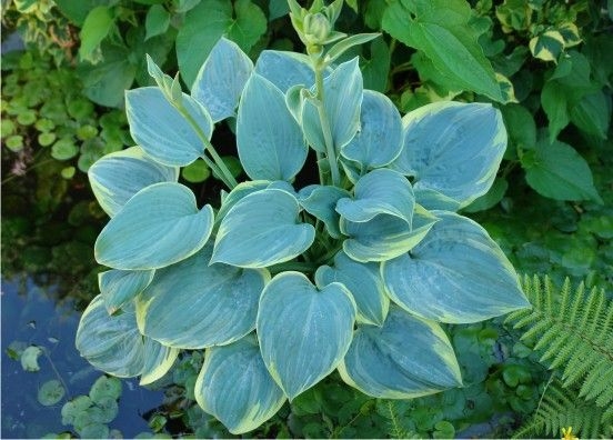 Hosta Blue Flame