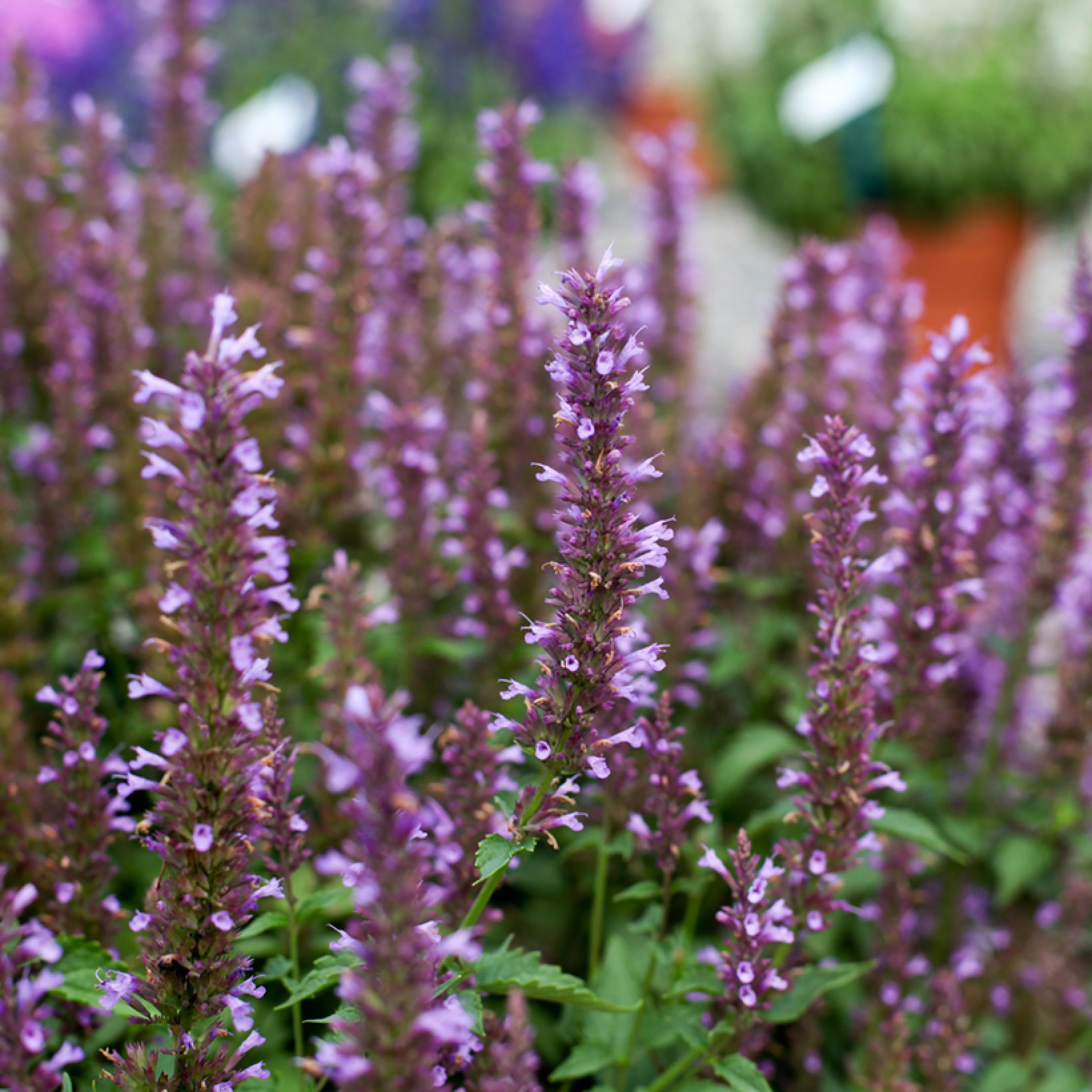 Agastache foeniculum Celestia - Anice menta