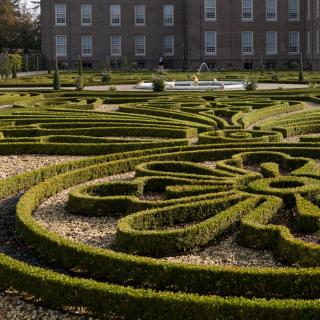 Buxus Betterbuxus Babylon Beauty - Bosso