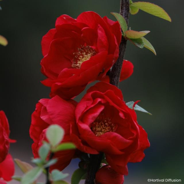 Chaenomeles speciosa Double Delice Love - Fior di Pesco